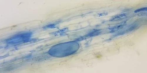 How Mycorrhizae Can Benefit the Performance of Green Roof Plants | Amy ...