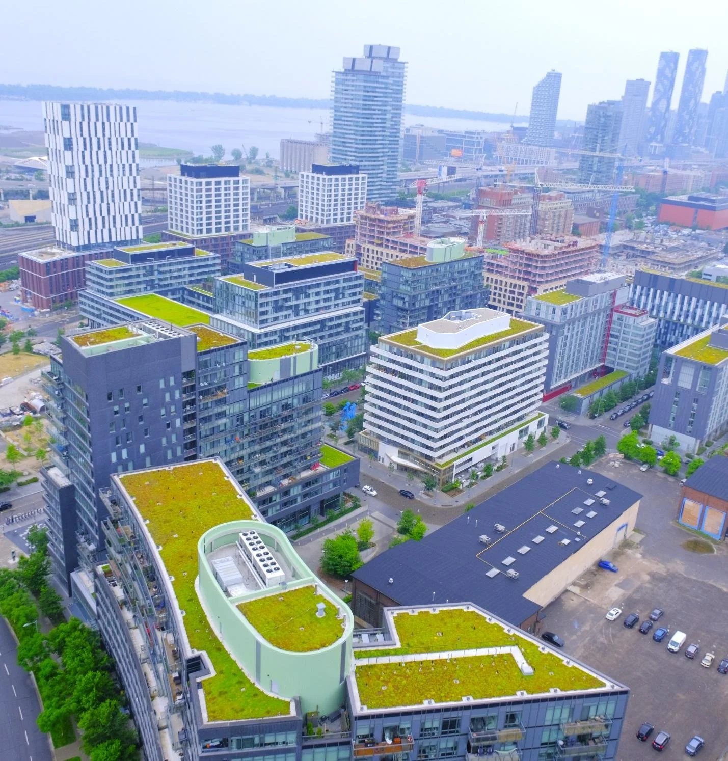 Growing Green Roofs and an Industry Under Toronto’s Green Roof Bylaw ...