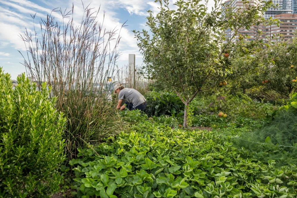 A Rooftop Orchard and Food Forest Flourishes on the Javits Centre in ...