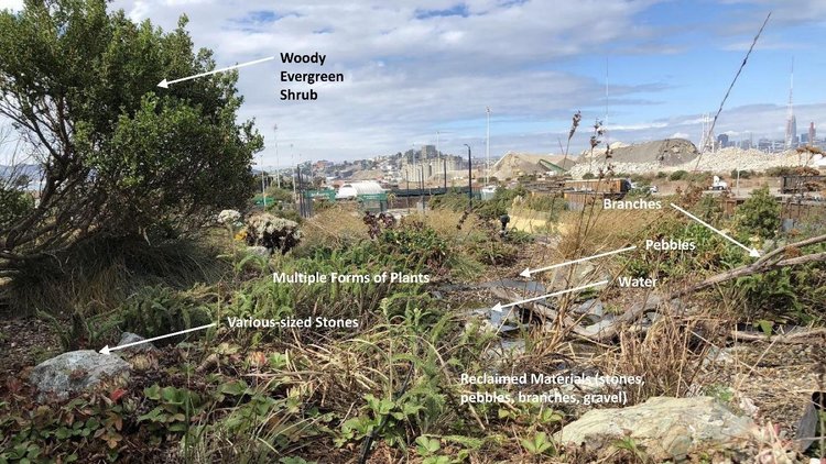 Re-innovating Green Roofs for Biodiversity: Seven Steps | Bruce Dvorak