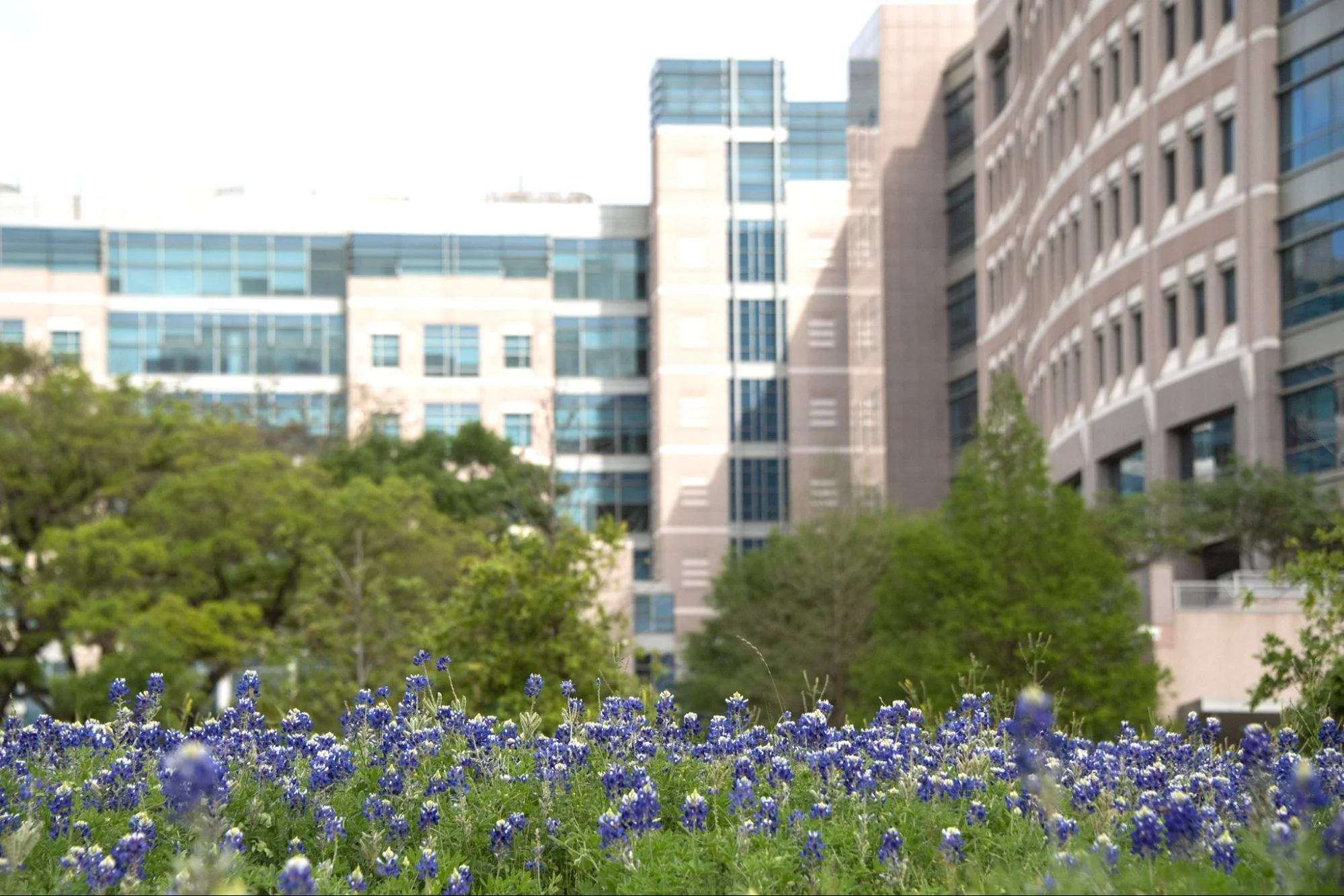 Nature as Medicine: A Living Wall at The University of Texas MD ...