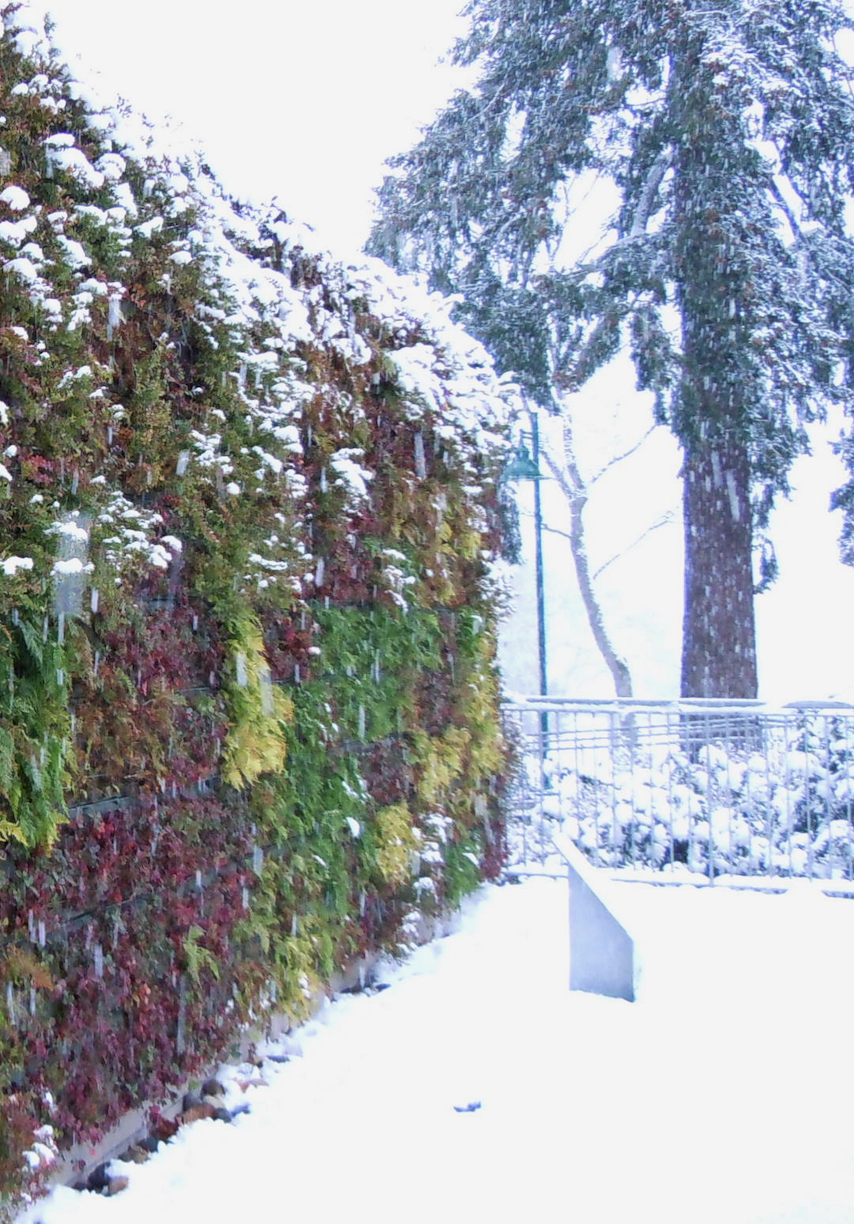 How to Keep Exterior Green Walls Alive in the Winter