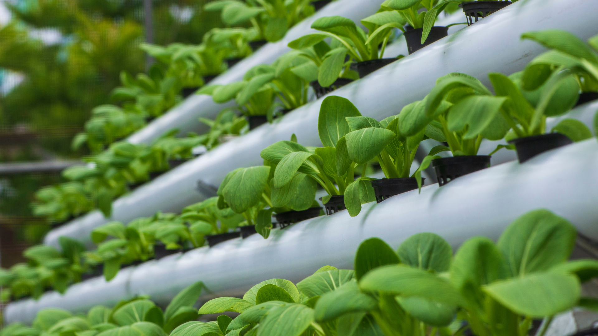 An Overview of Vertical Farming