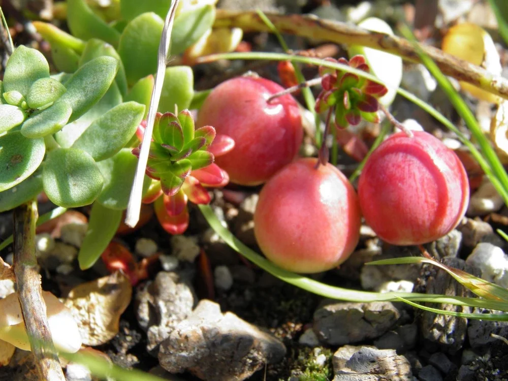 How Mycorrhizae Can Benefit the Performance of Green Roof Plants | Amy ...