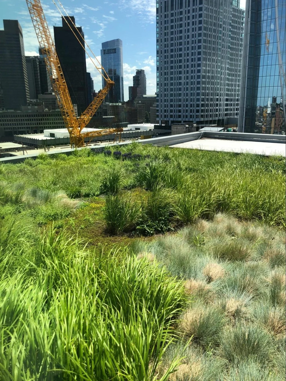The Importance of Proactive Green Roof Maintenance