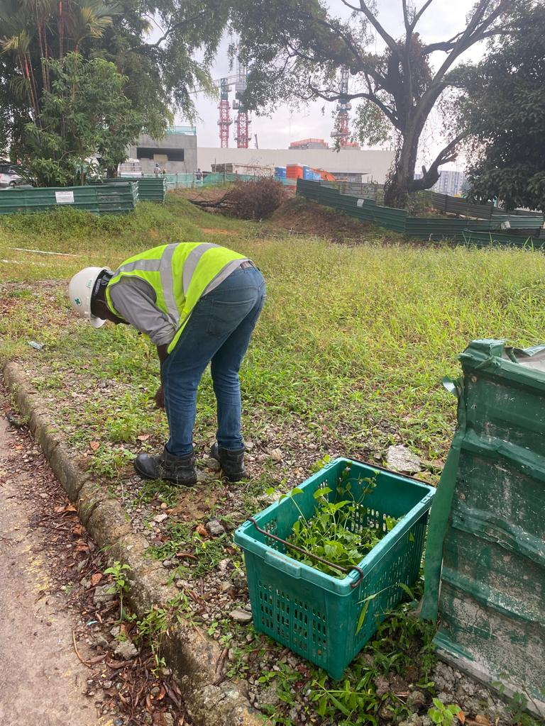 Going Soilless and Low Maintenance in Singapore | Sylvia Toh, Conan Gan ...