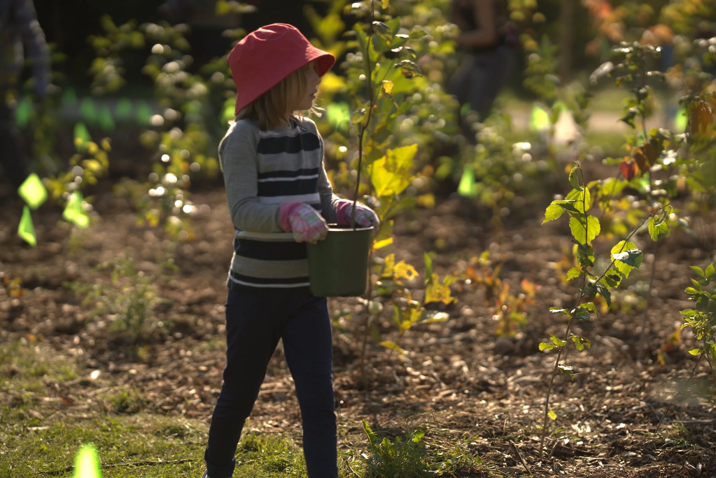 How Innovative Mini Forests Bring Ecology to Urban Spaces | Emily Amon ...