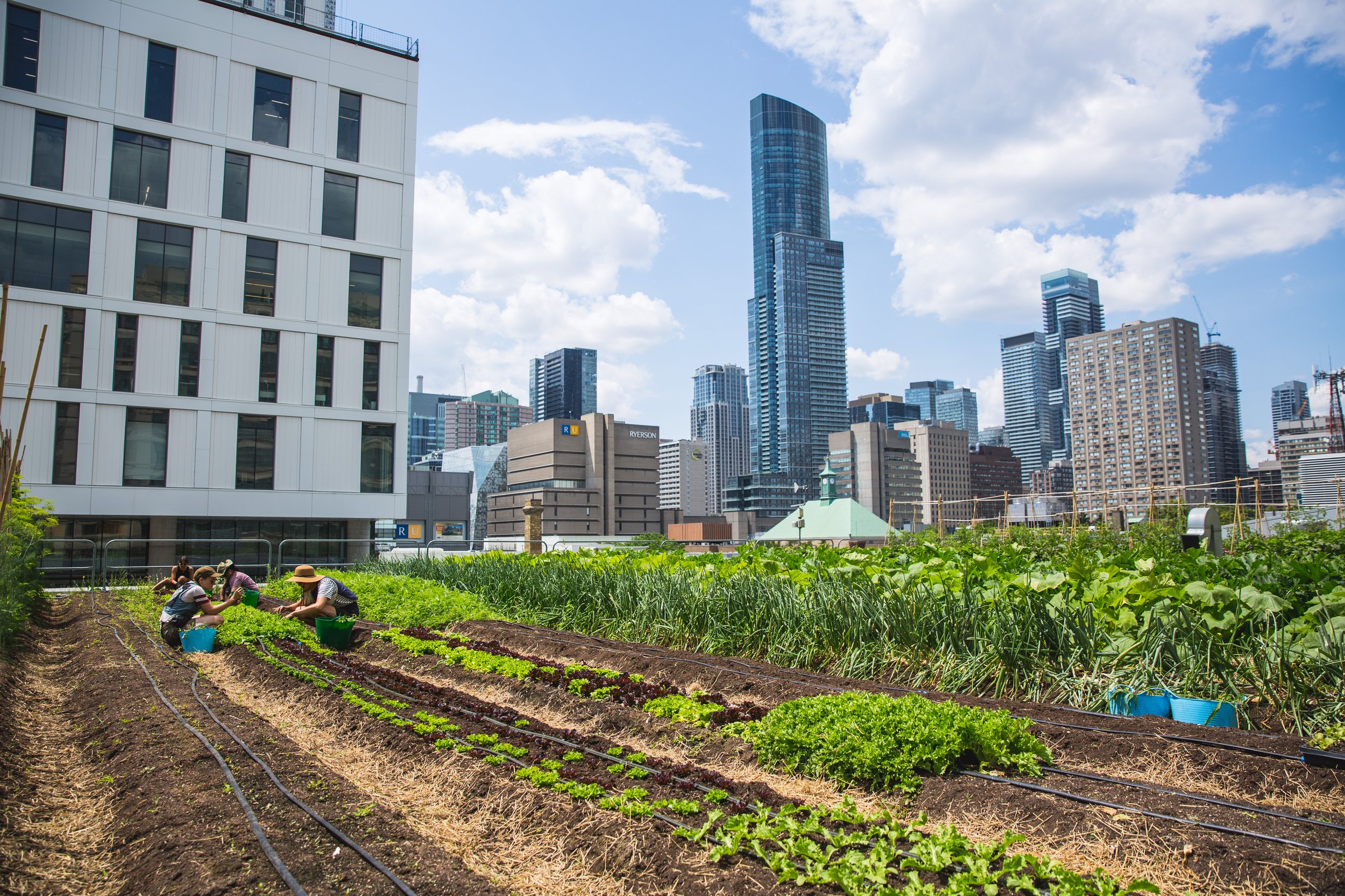 Rooftop Farms Across North America