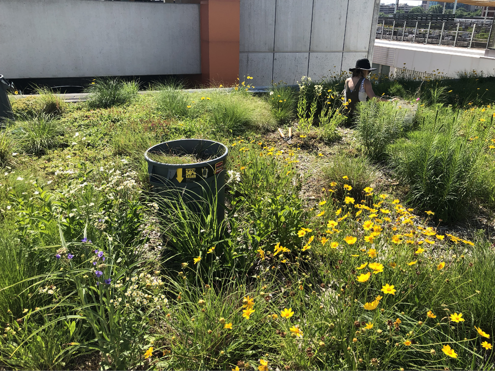 Re-innovating Green Roofs for Biodiversity: Seven Steps | Bruce Dvorak
