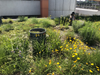 Re-innovating Green Roofs for Biodiversity: Seven Steps | Bruce Dvorak