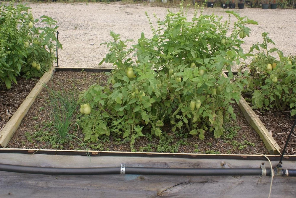 How Growing Media, Fertilizers and Irrigation Impact Rooftop Food ...