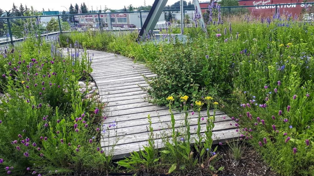 The Art and Science of Maintaining Biodiverse Green Roofs | Cynthia Pohl