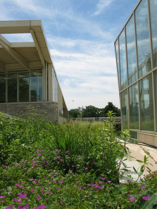 Re-innovating Green Roofs for Biodiversity: Seven Steps | Bruce Dvorak