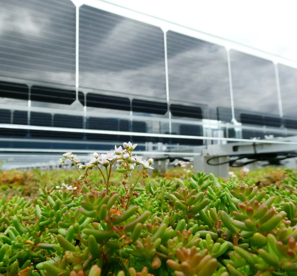 New Innovations in Biosolar Technology | David Brasfield