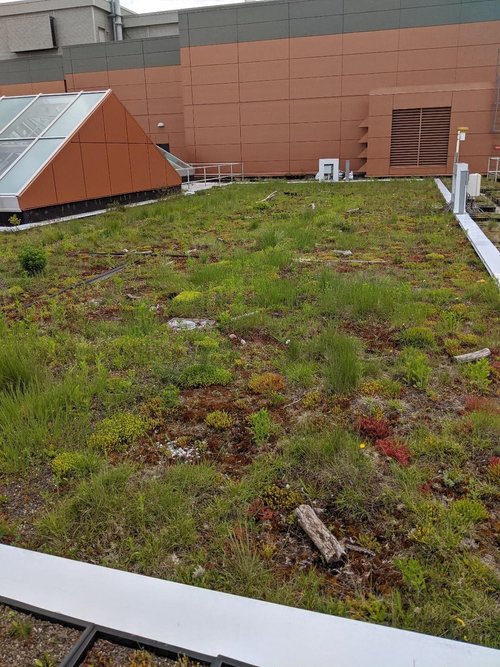 How Mycorrhizae Can Benefit the Performance of Green Roof Plants | Amy ...