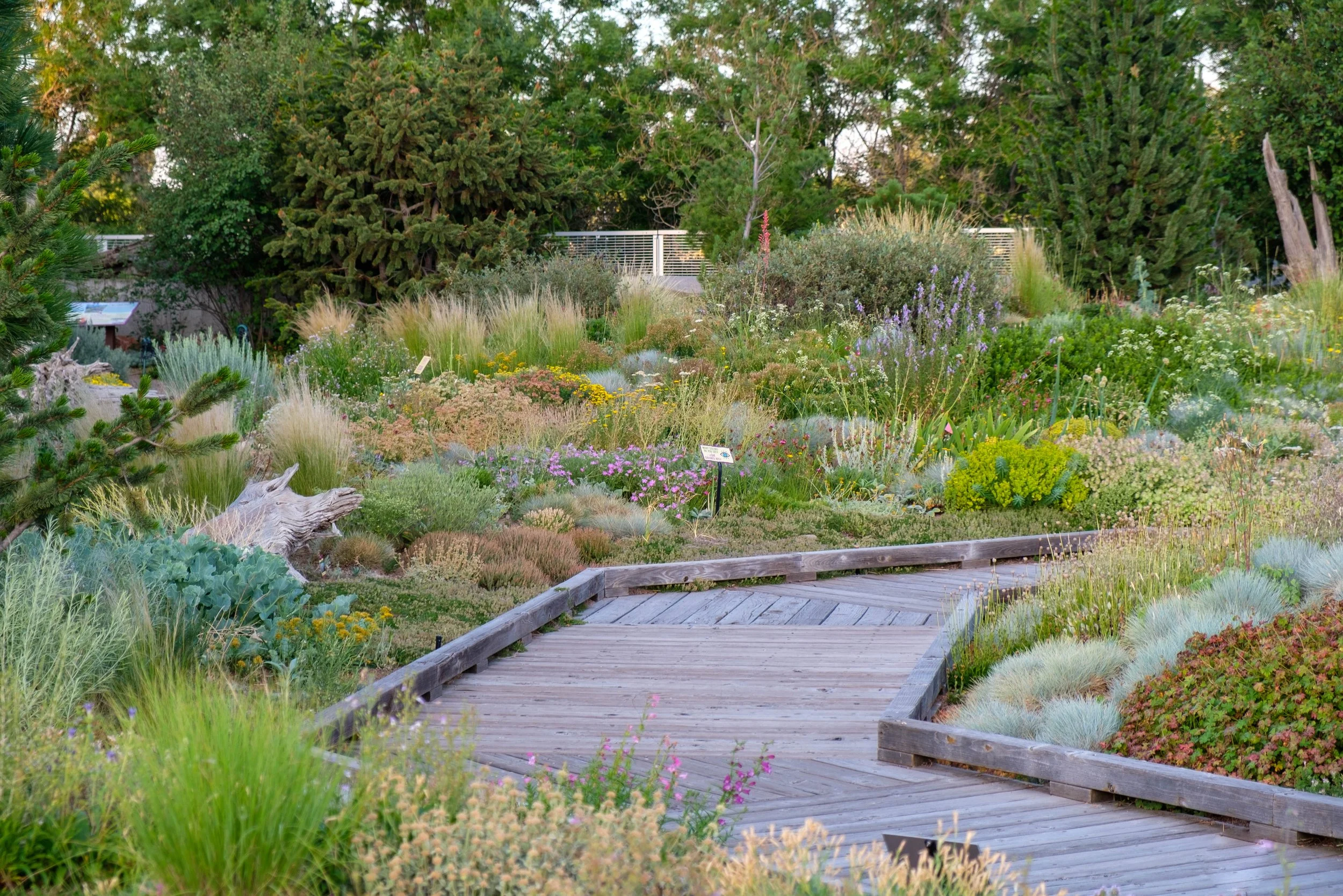 Designing Green Roofs for Biodiversity | Michael Guidi