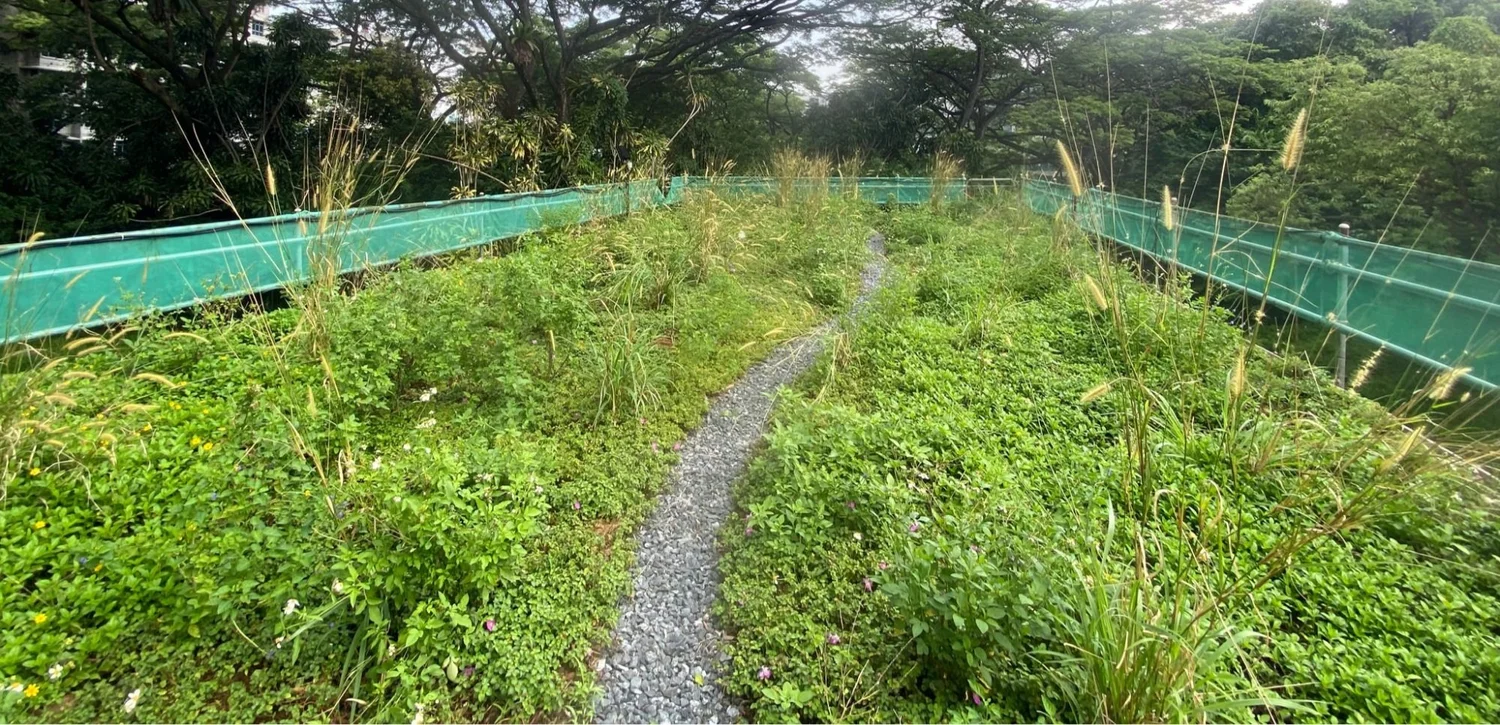 Going Soilless and Low Maintenance in Singapore | Sylvia Toh, Conan Gan ...