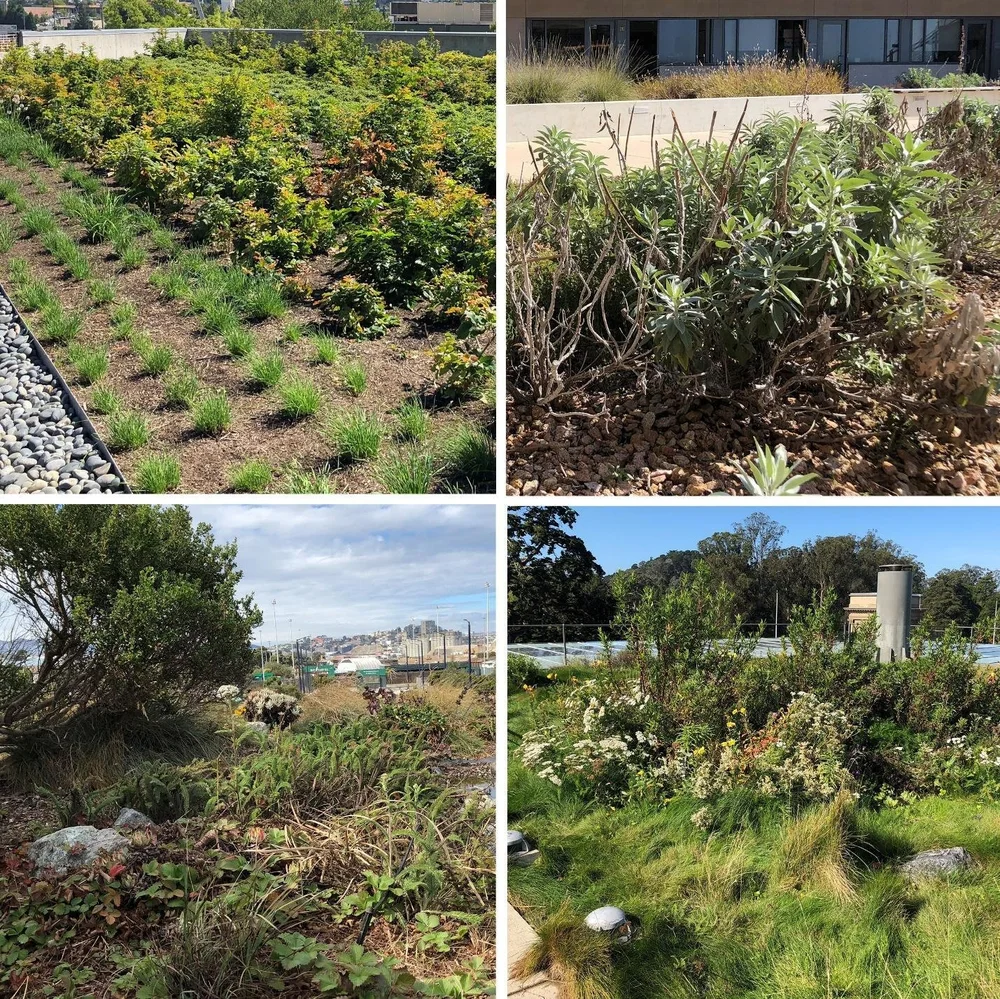 Planting Green Roofs with Native Shrubs
