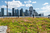 Growing Green Roofs and an Industry Under Toronto’s Green Roof Bylaw ...