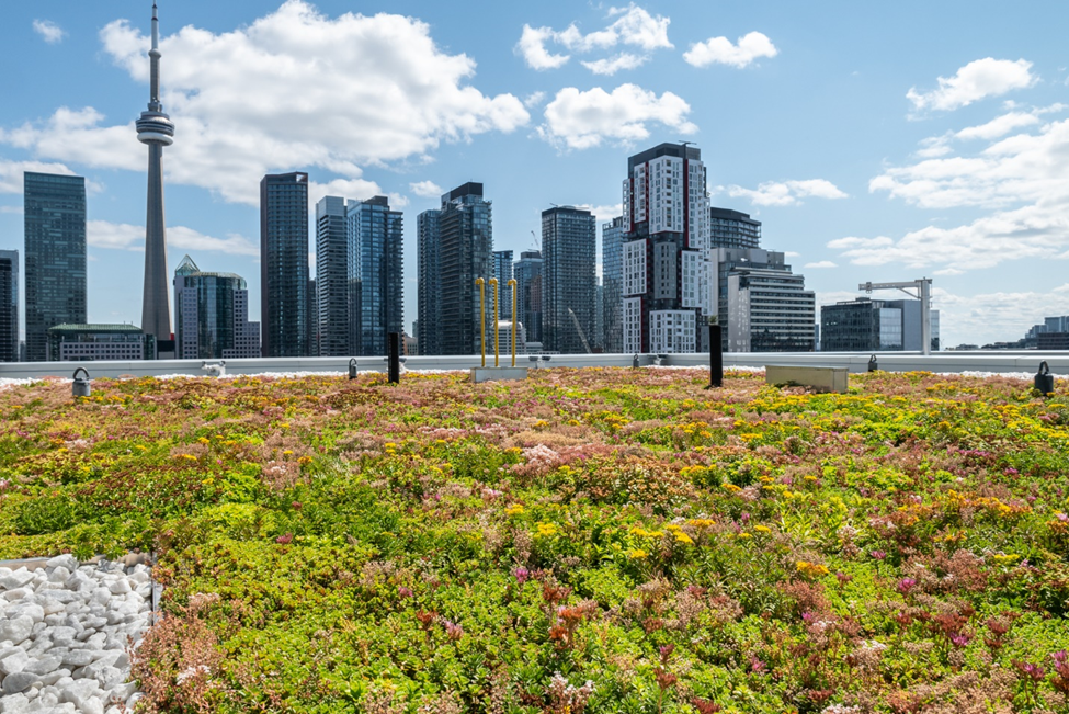 Growing Green Roofs and an Industry Under Toronto’s Green Roof Bylaw ...