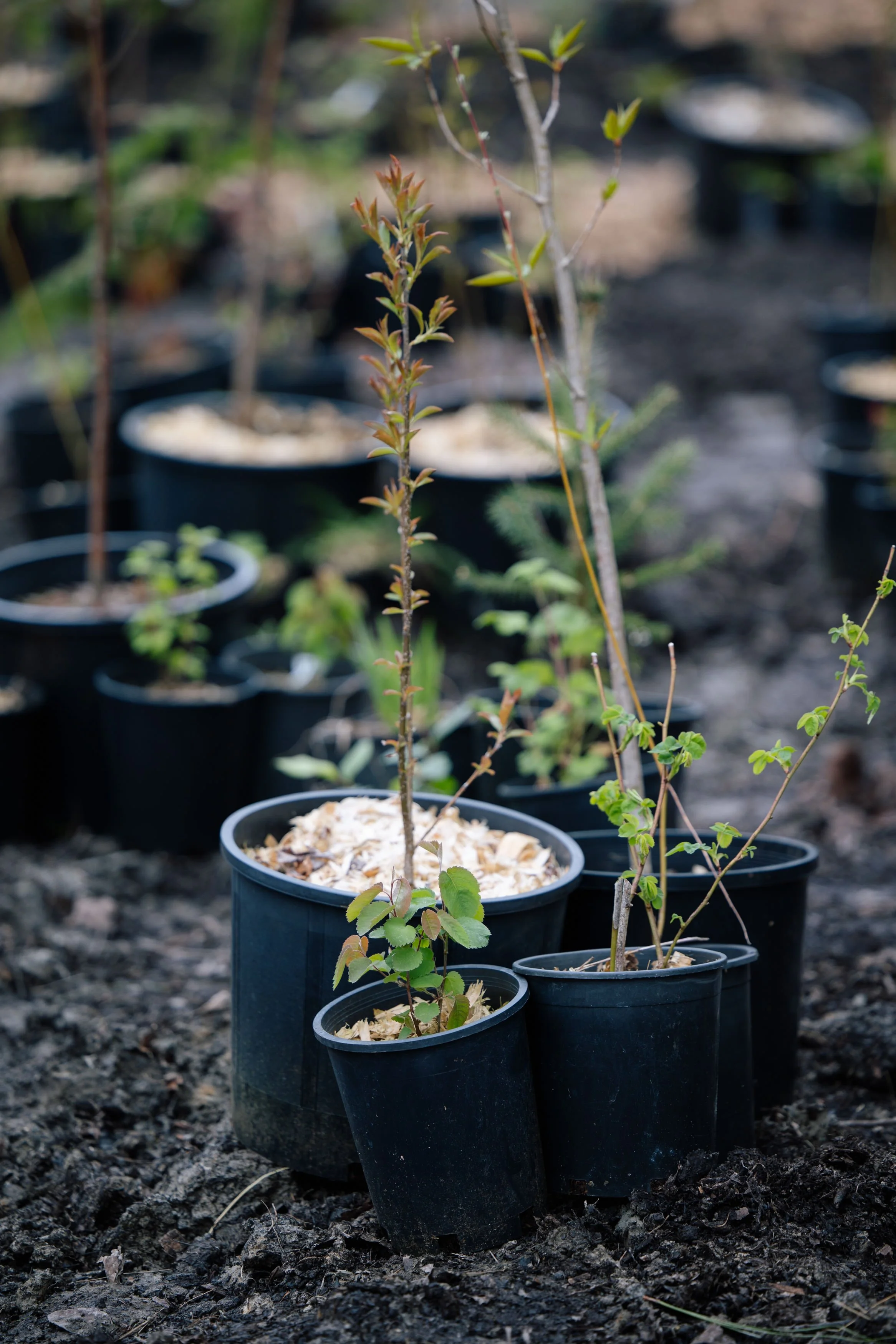 How Innovative Mini Forests Bring Ecology to Urban Spaces | Emily Amon ...