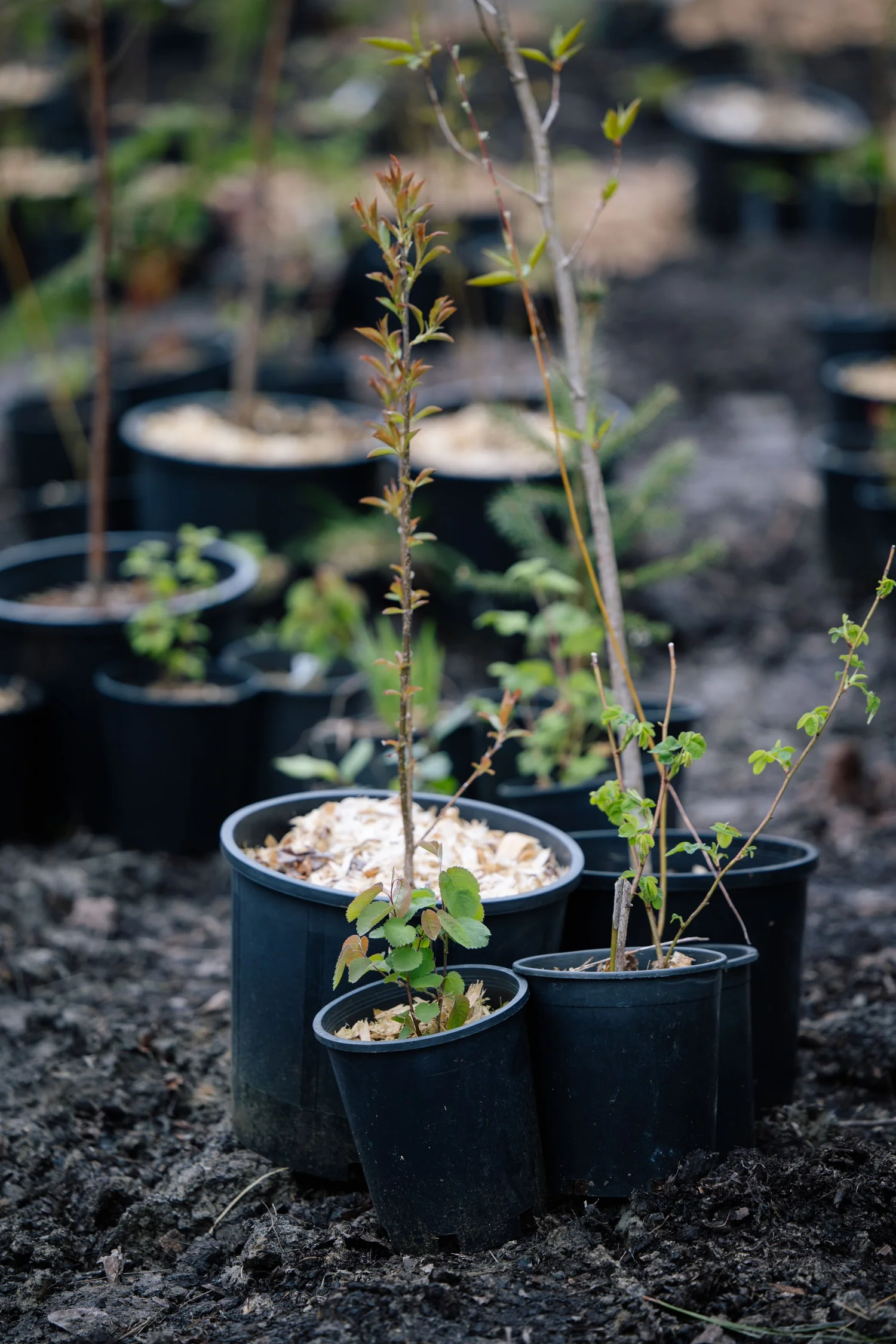 How Innovative Mini Forests Bring Ecology to Urban Spaces | Emily Amon ...
