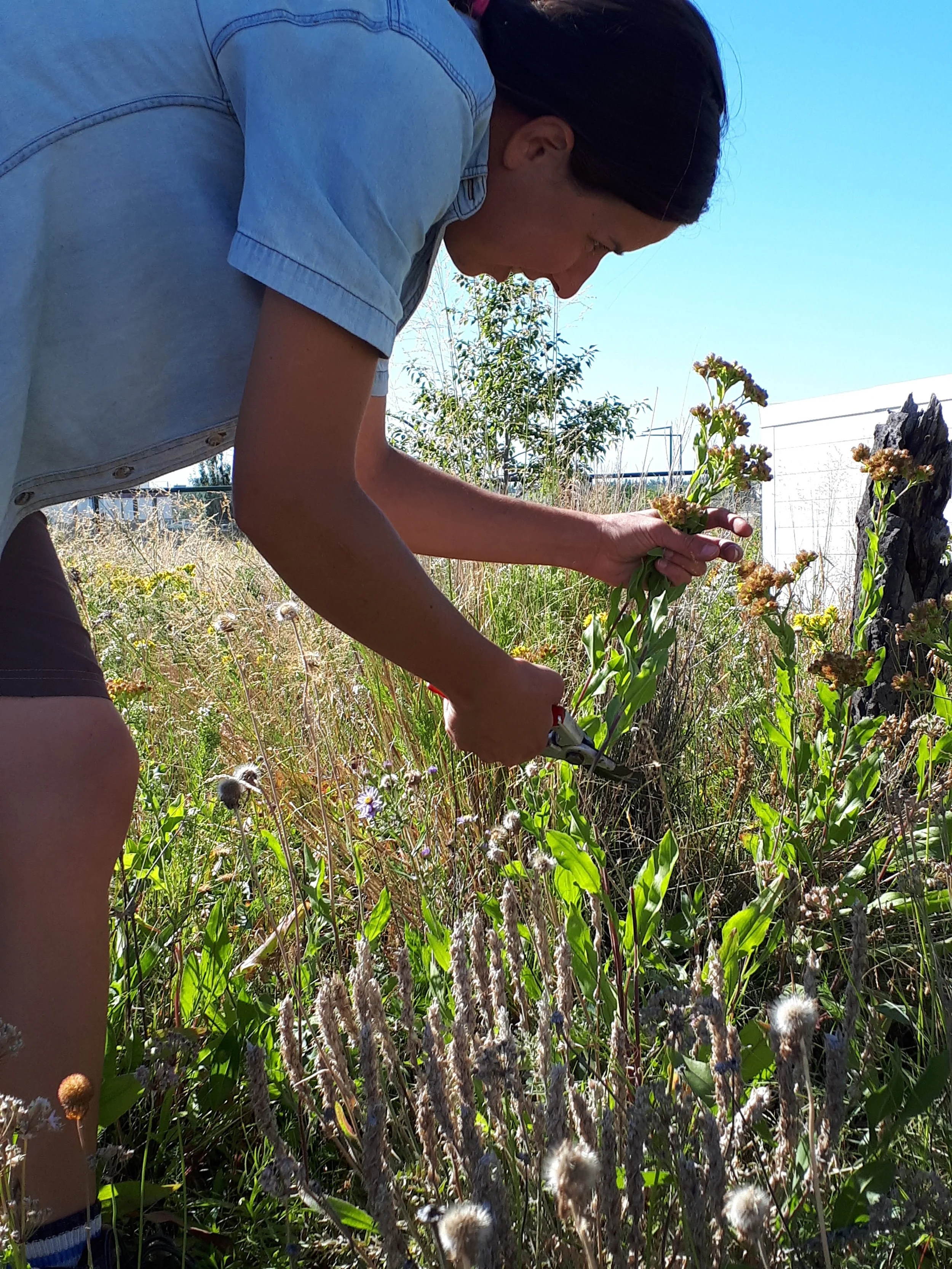 The Art and Science of Maintaining Biodiverse Green Roofs | Cynthia Pohl