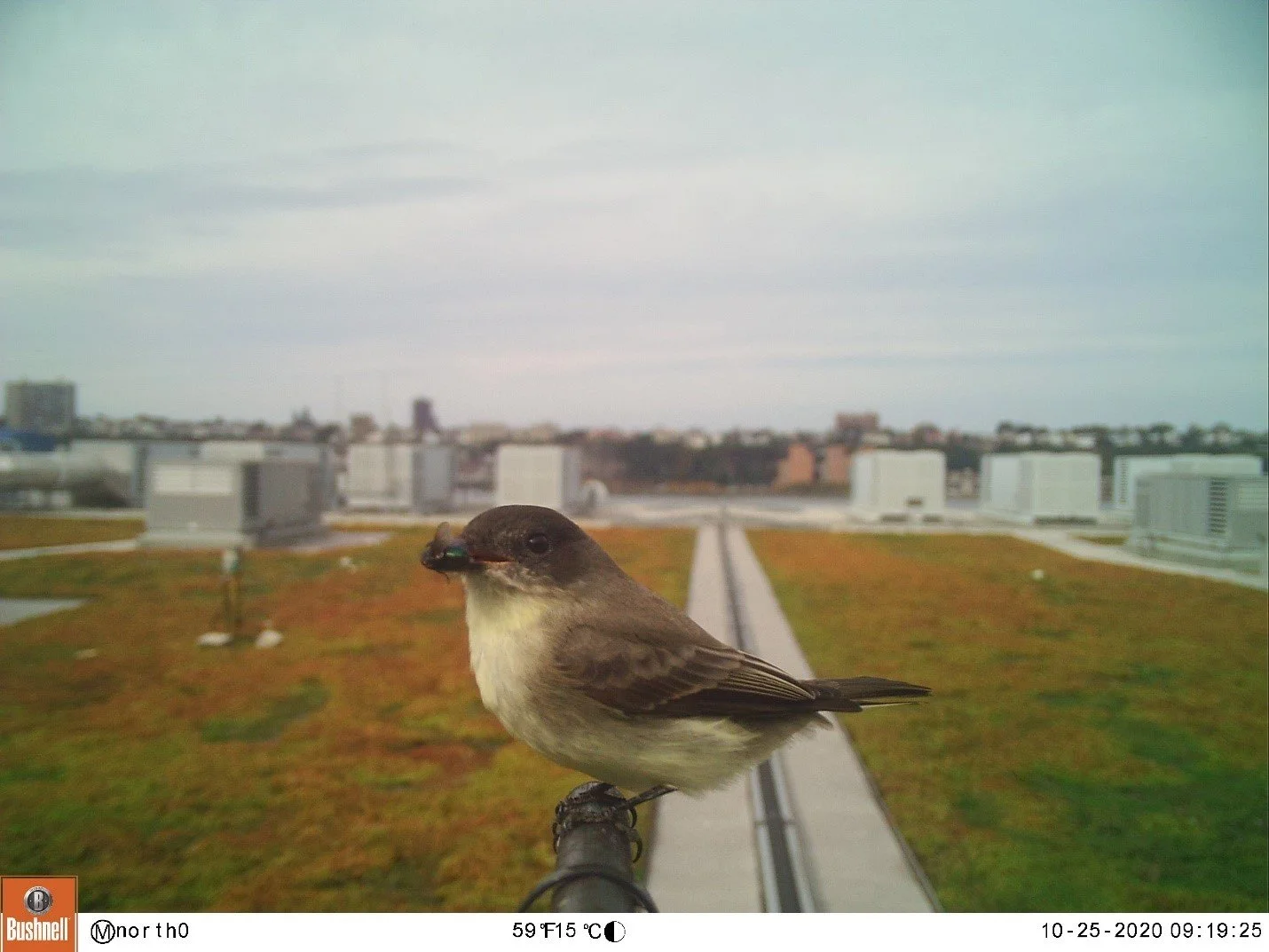 The Migratory Bird’s-Eye View of Green Roofs - Designing Rooftops for ...