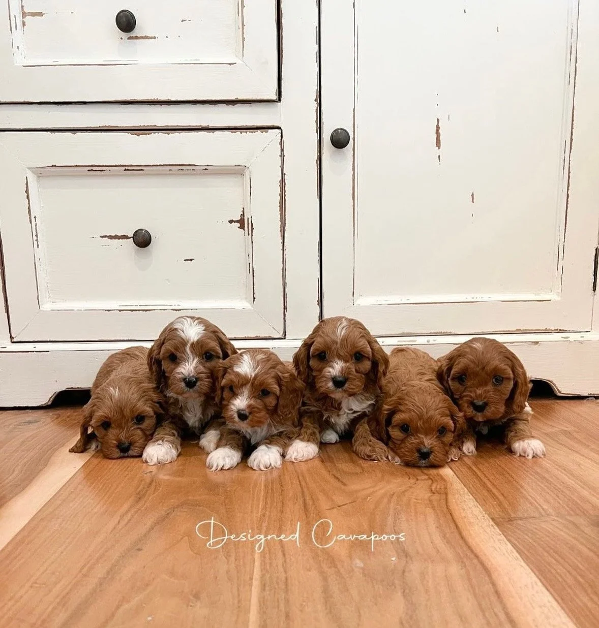 Designed Cavapoos