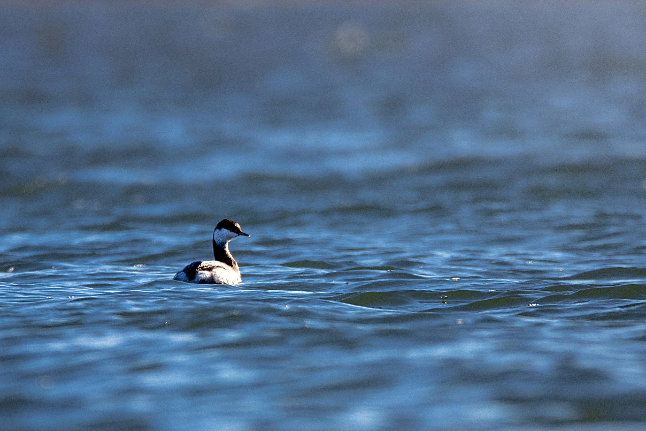 2023 Birds of Delmarva Project — Tyler Smiley Photography