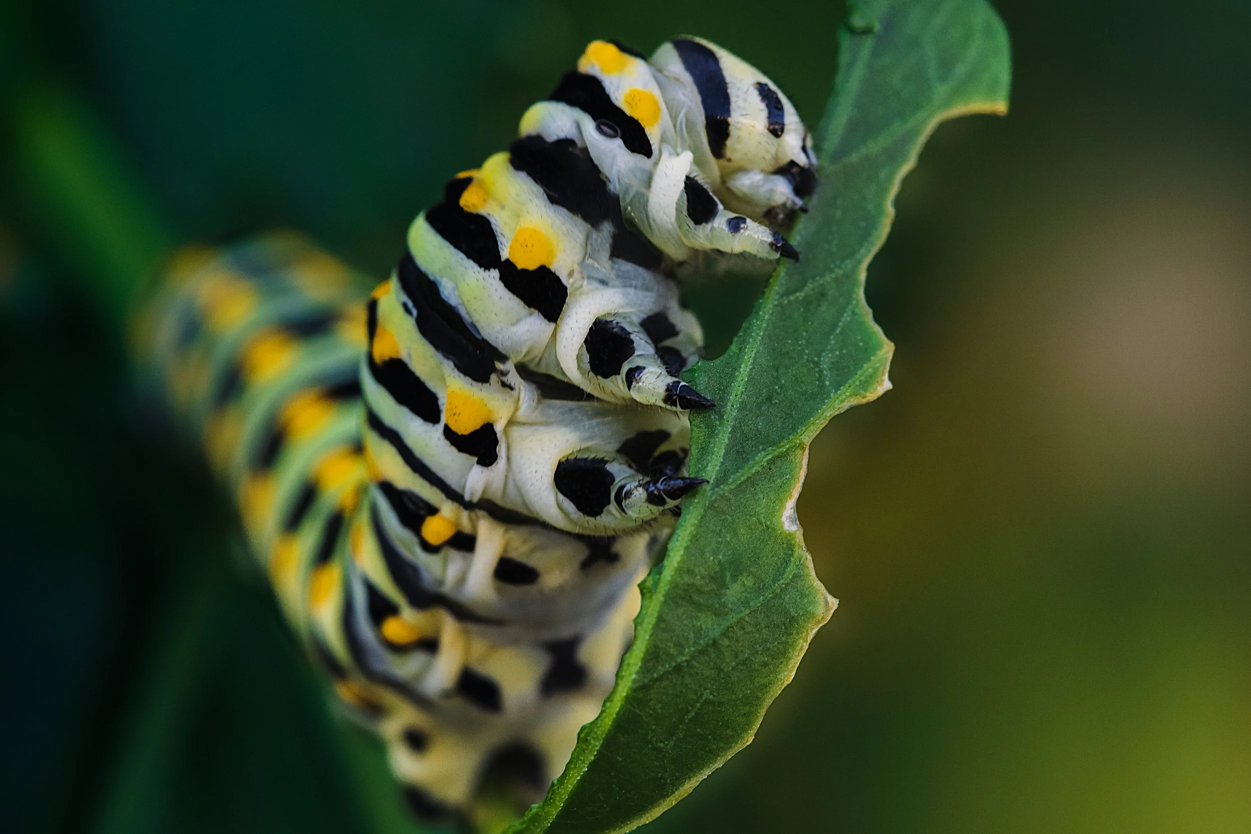 Behind the Collection: Backyard Bugs — Tyler Smiley Photography