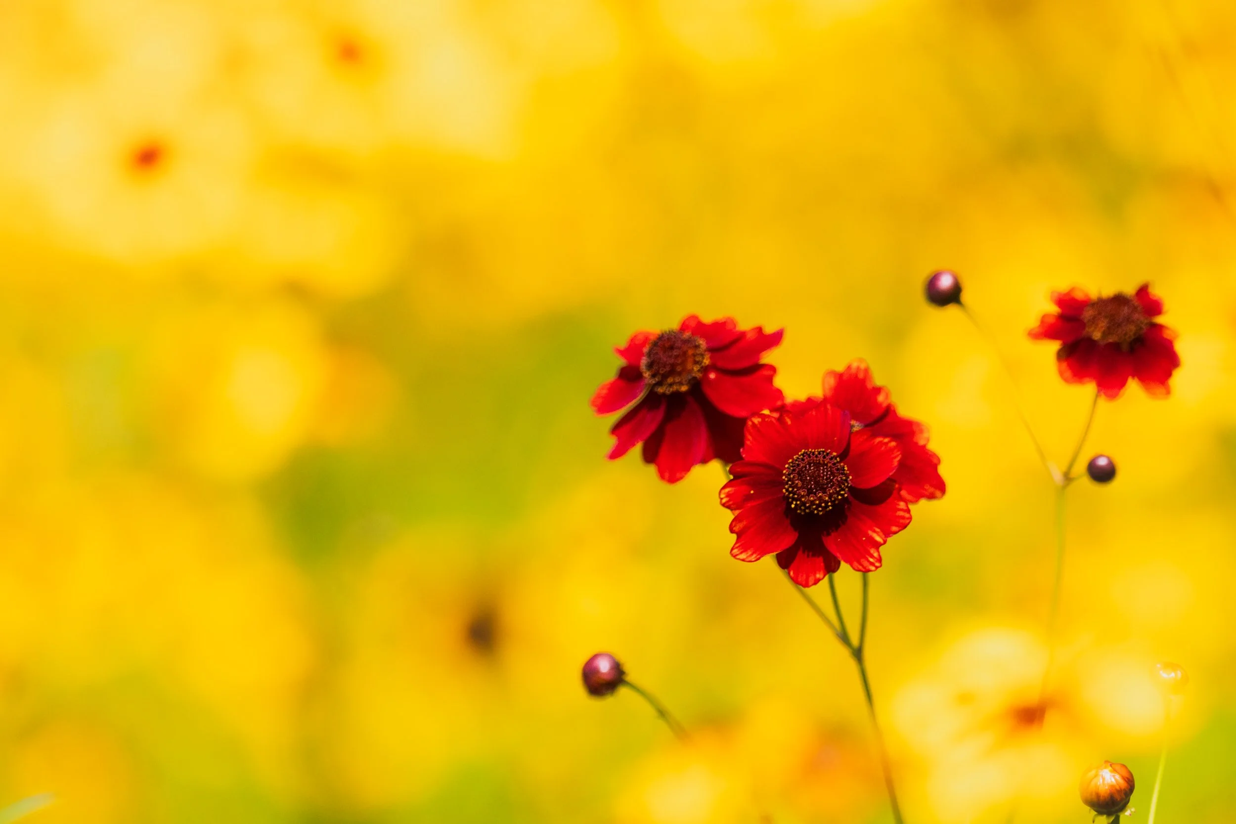 Nature and Landscapes — Tyler Smiley Photography