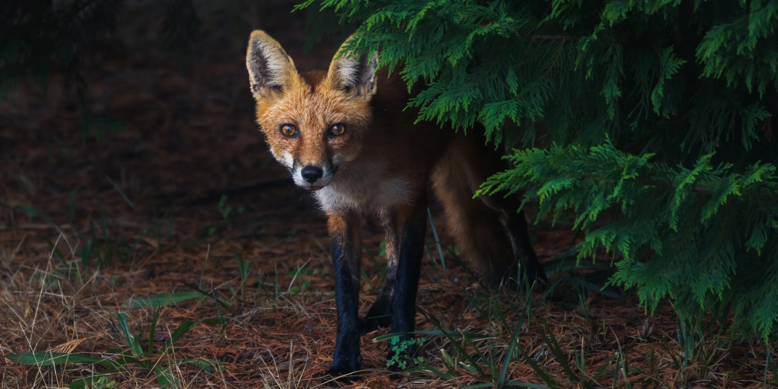 Tyler Smiley Photography | Wildlife and Landscapes