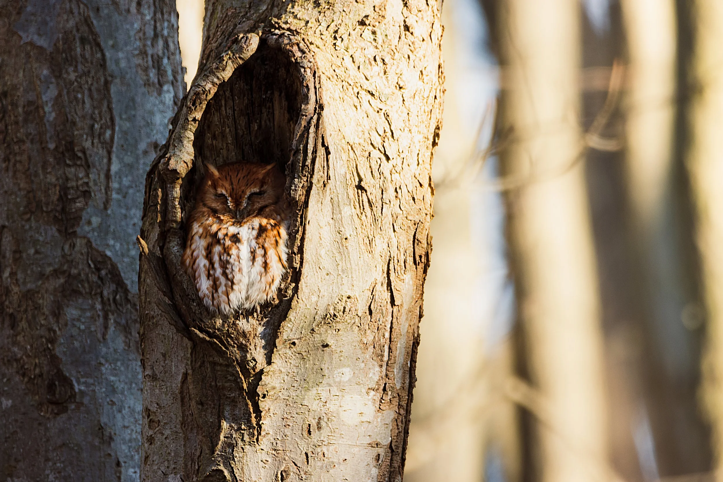 Tyler Smiley Photography | Wildlife and Landscapes