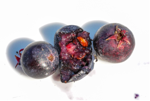 Serviceberry — Craighead Beringia South