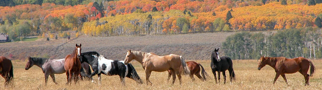 About — Craighead Beringia South