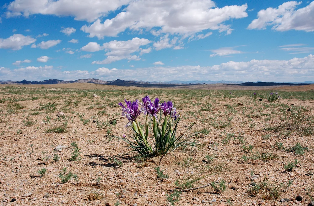 Gobi Bear Project — Craighead Beringia South