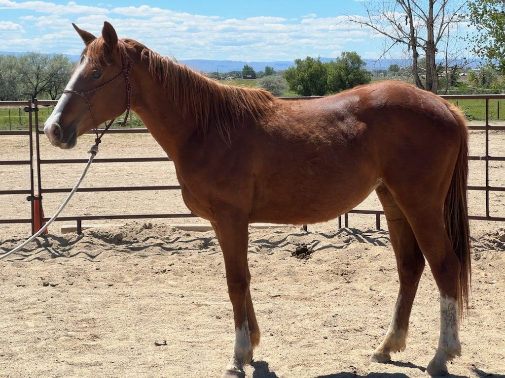 Adopt Ruby — Horse & Halo