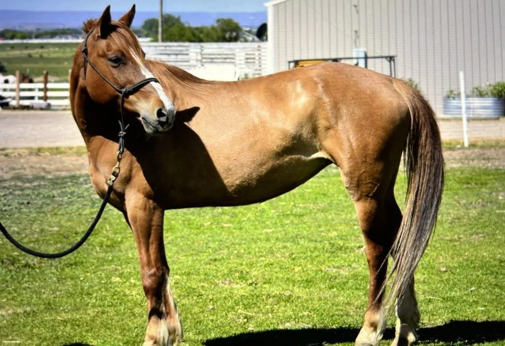 Adopt Amarillo — Horse & Halo