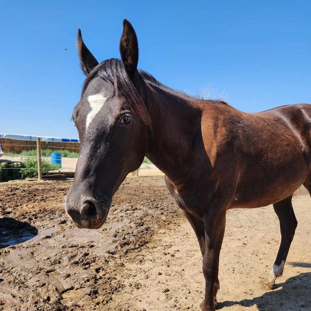 Adopt Lila — Horse & Halo