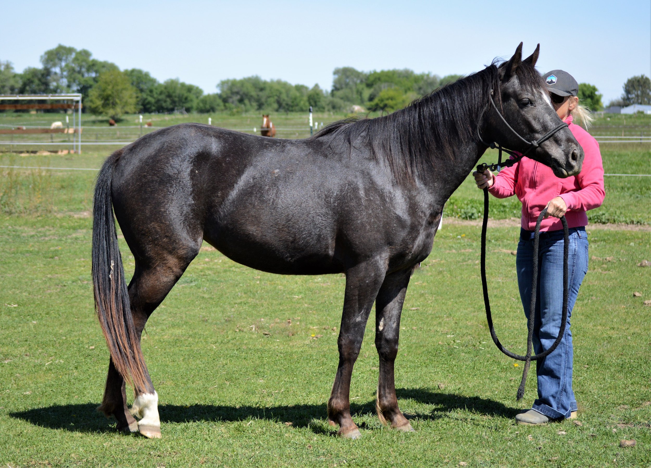 Adopt Lila — Horse & Halo