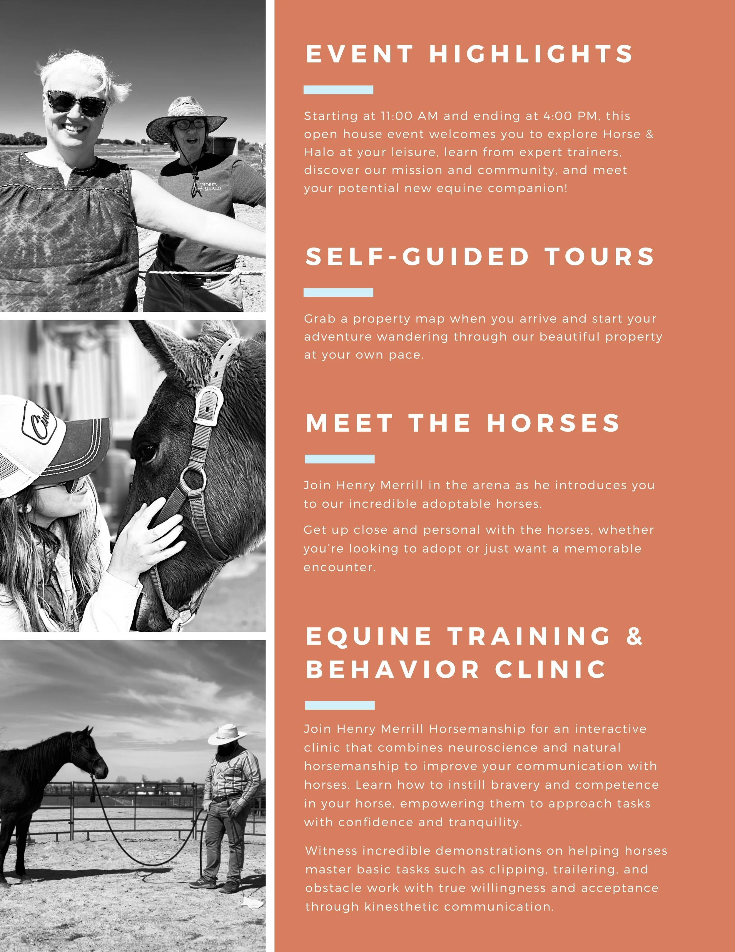 Horse Adoption Event — Horse & Halo