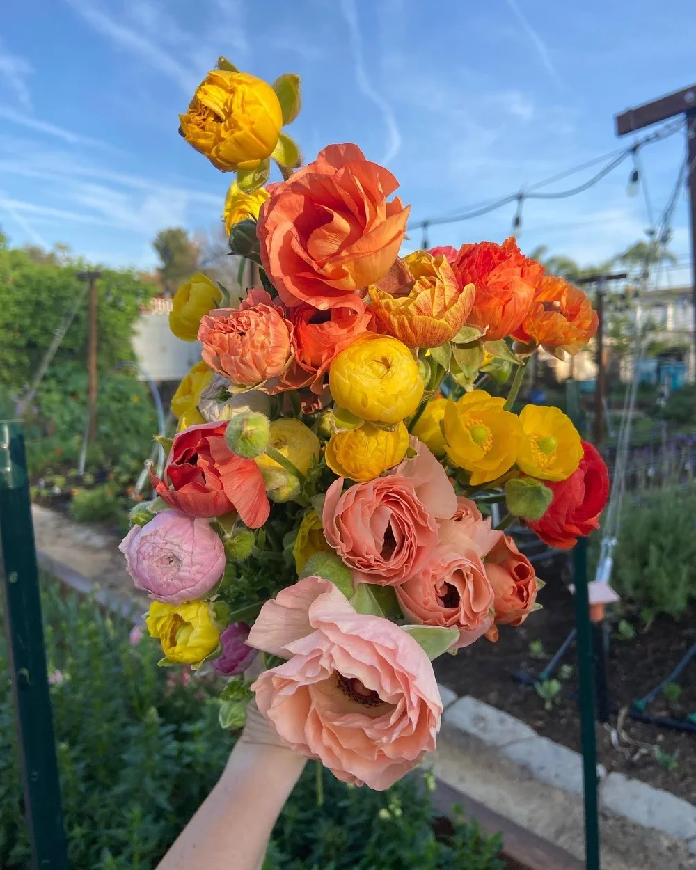 Shop — KR FARMS
