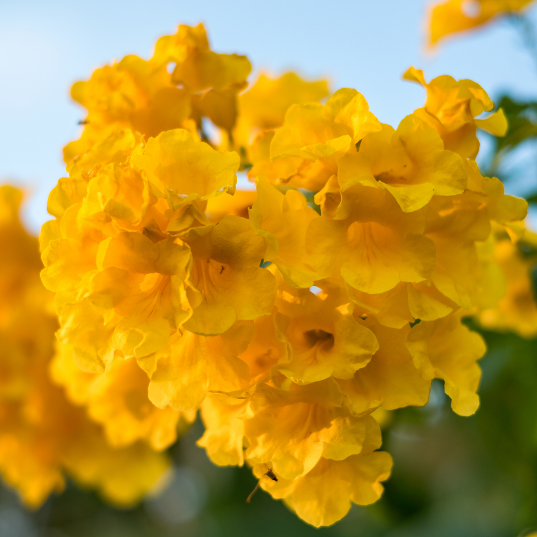 Bahamas National Flower Yellow Elder | Best Flower Site