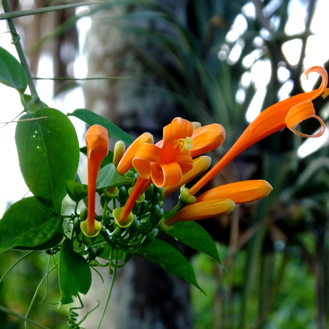 Flame Vine