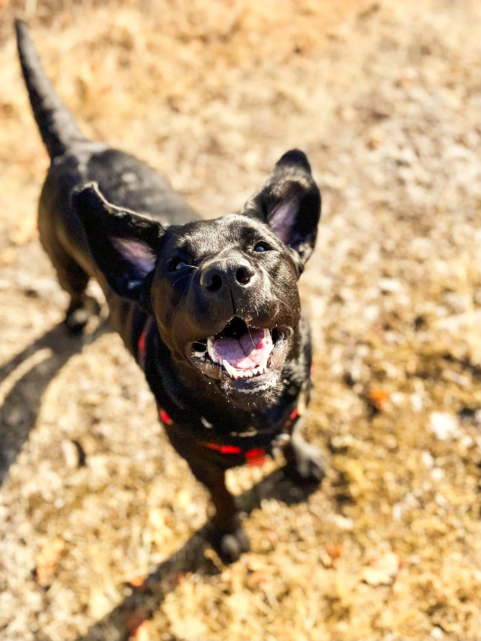Low Key & Fear Free — Low Key Dog Walks