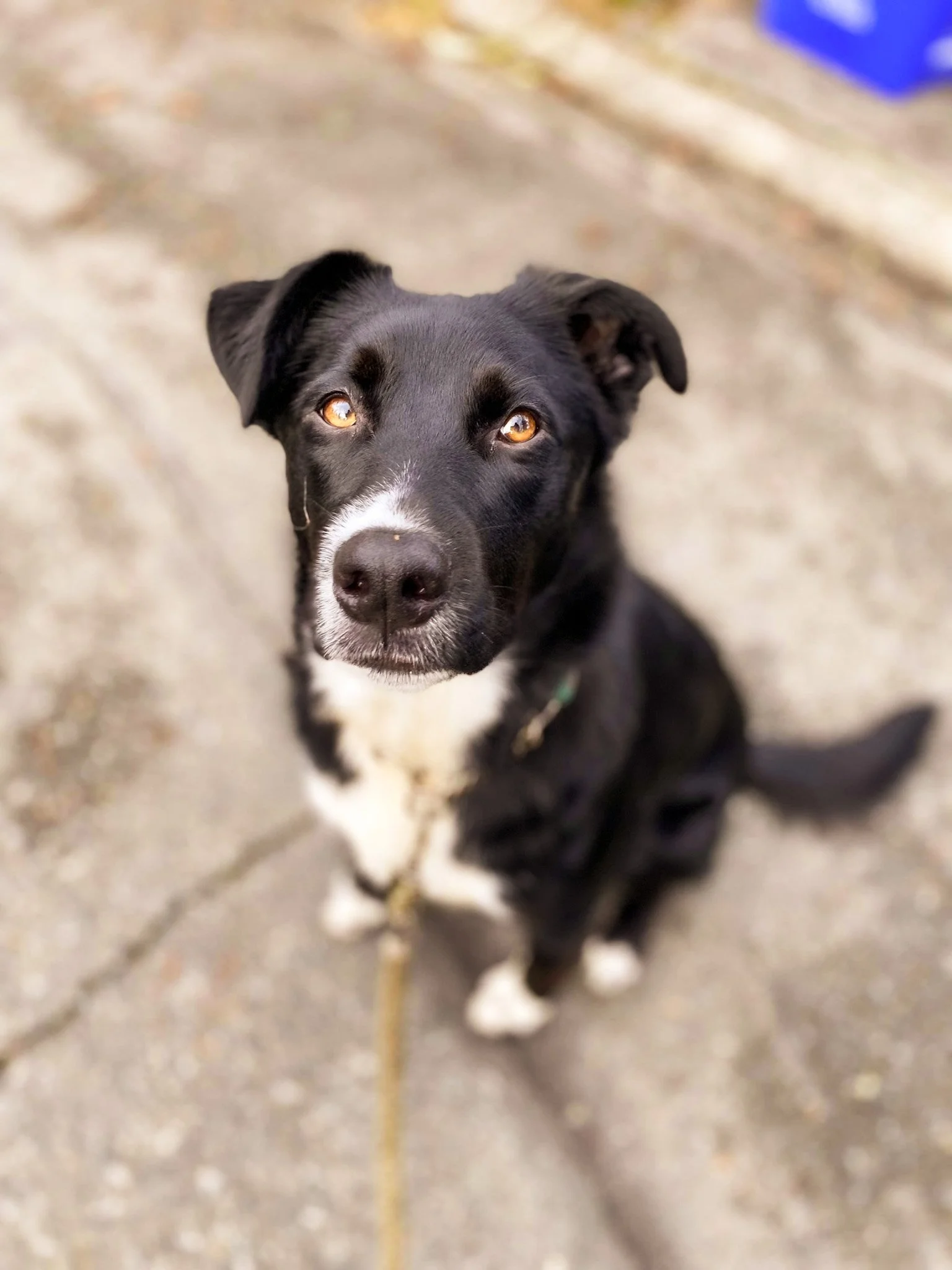 Services — Low Key Dog Walks