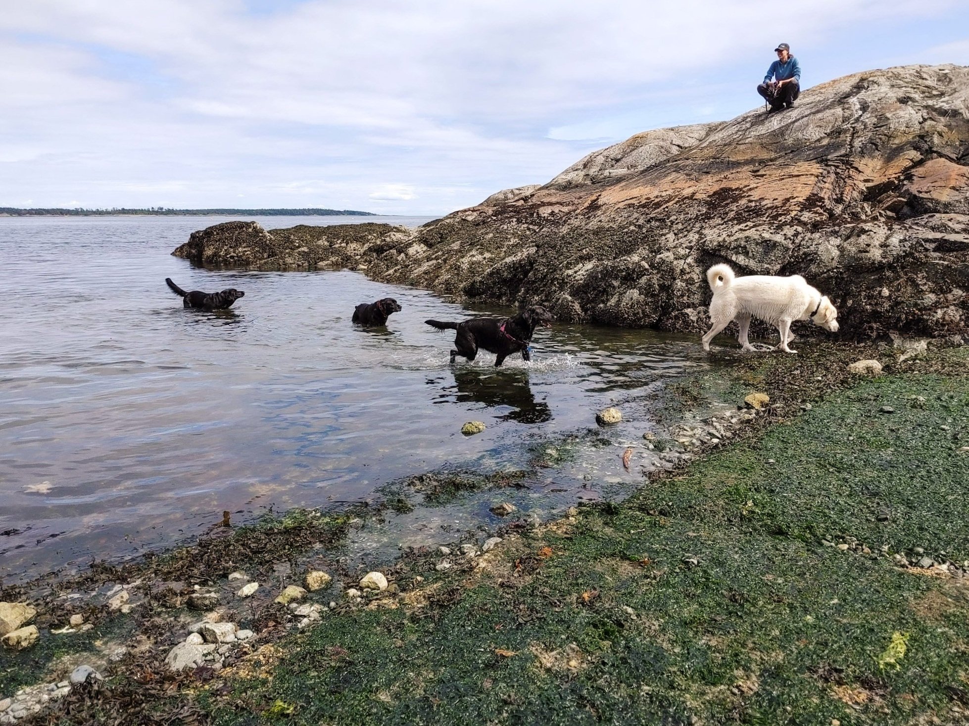 Low Key Dog Walks