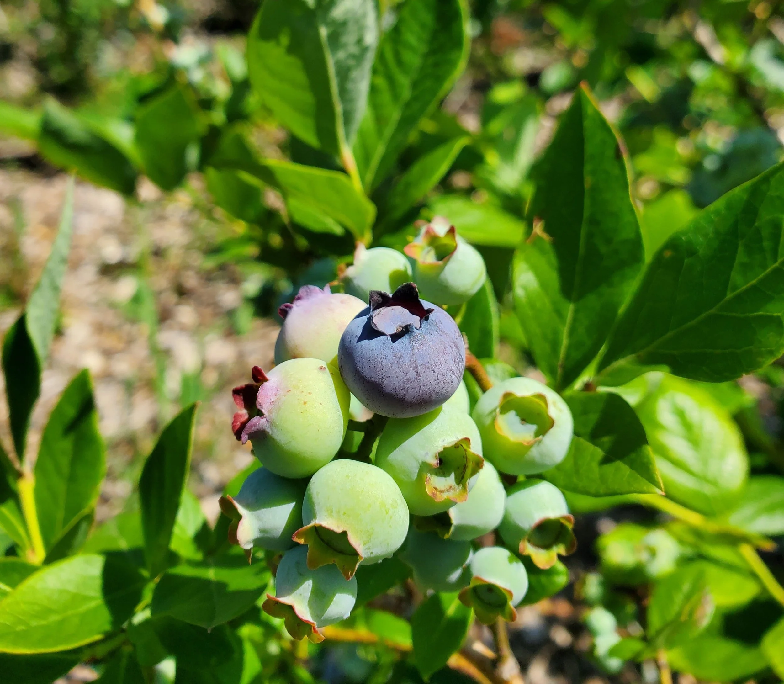 What We Grow — The Appleberry Farm