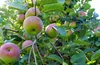 Apple Varieties — The Appleberry Farm